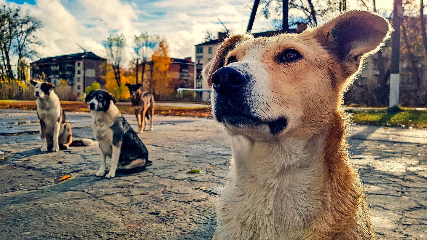 Hunde in Tschernobyl zeigen Genveränderungen - [GEO]