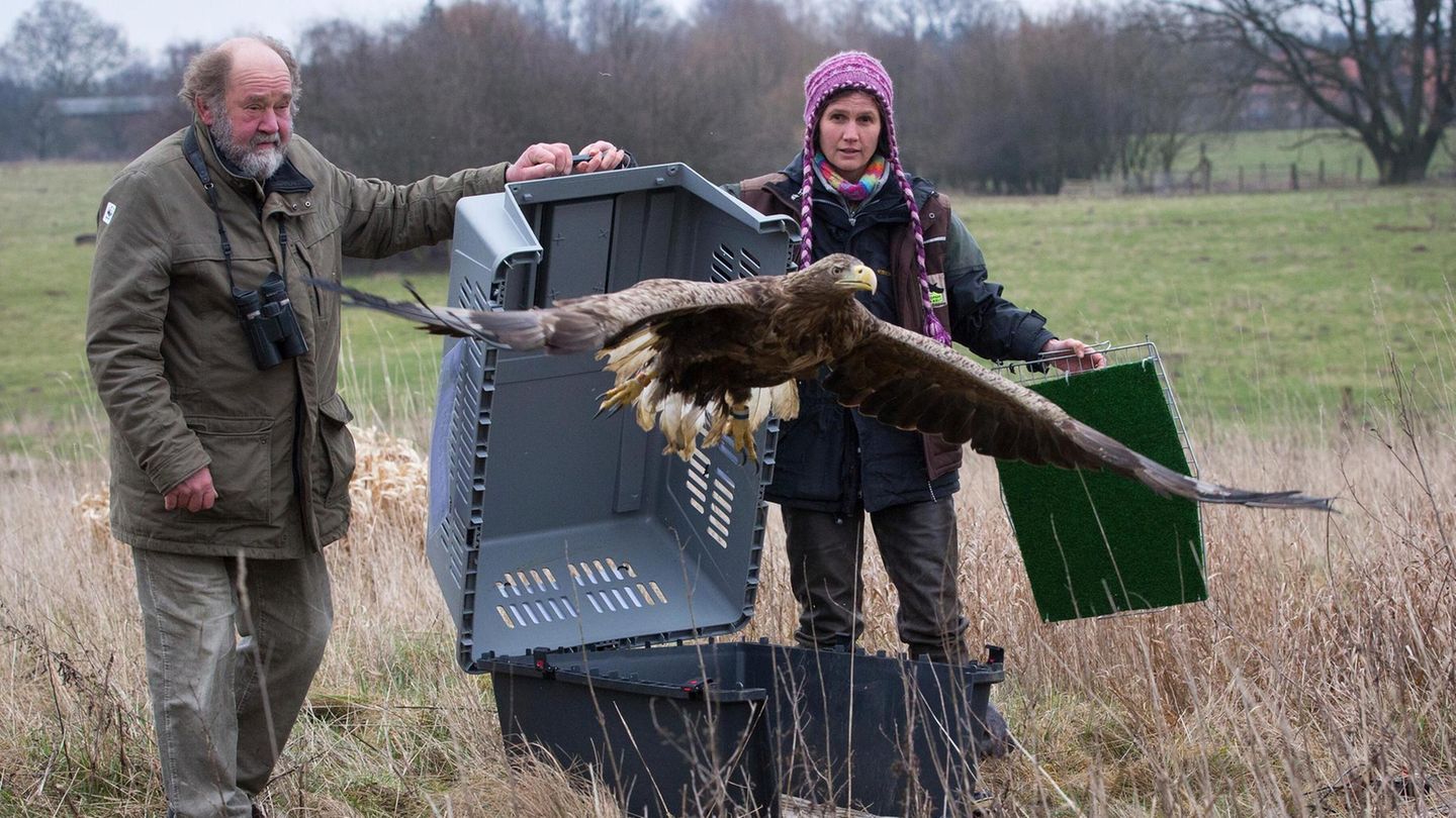 Auswilderung: Wie Mensch und Tier um Lebensraum kämpfen - [GEO]