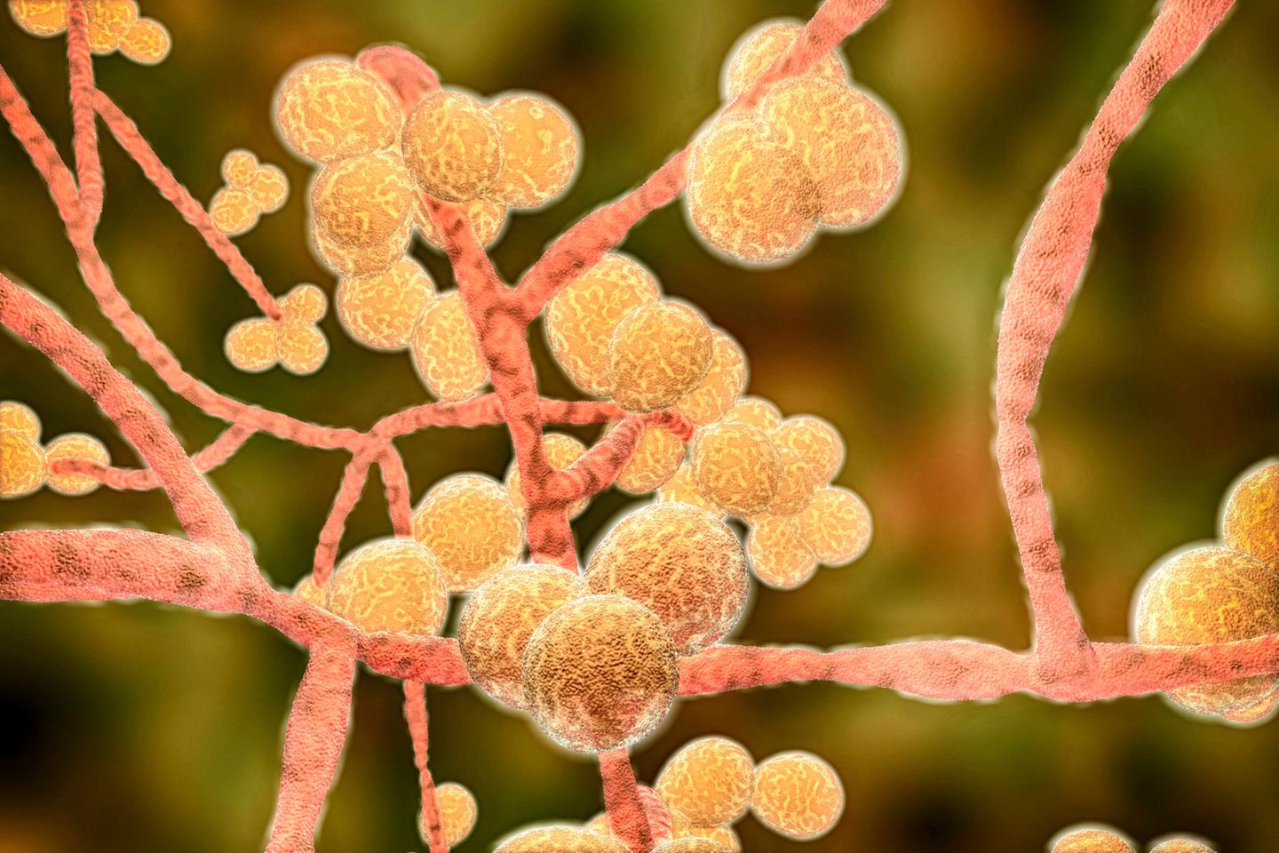 Candida auris: Behörden weltweit wegen Pilz in Sorge - [GEO]