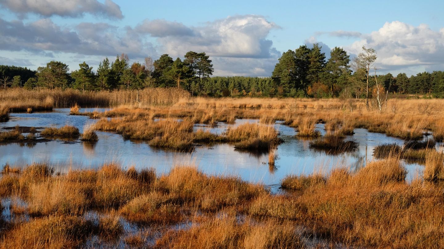 Moor-Quiz: Was wissen Sie über Feuchtgebiete? - [GEO]