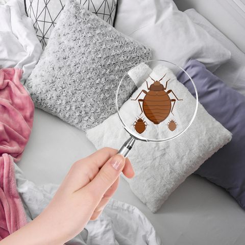 Bettwanzen bekämpfen & Bisse erkennen: Tipps von GEO - [GEO]