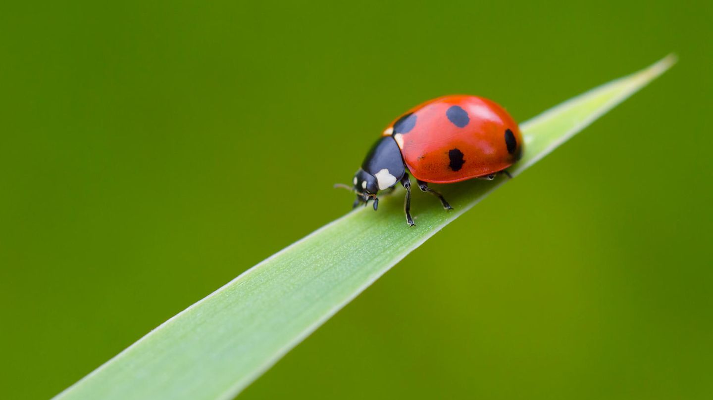 Warum hat der Marienkäfer Punkte? - [GEO]