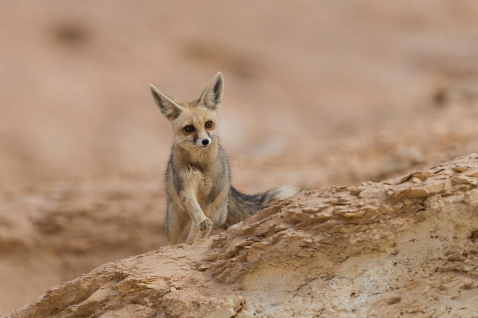 Hitze-Genies: Wie Tiere mit hohen Temperaturen umgehen - [GEO]