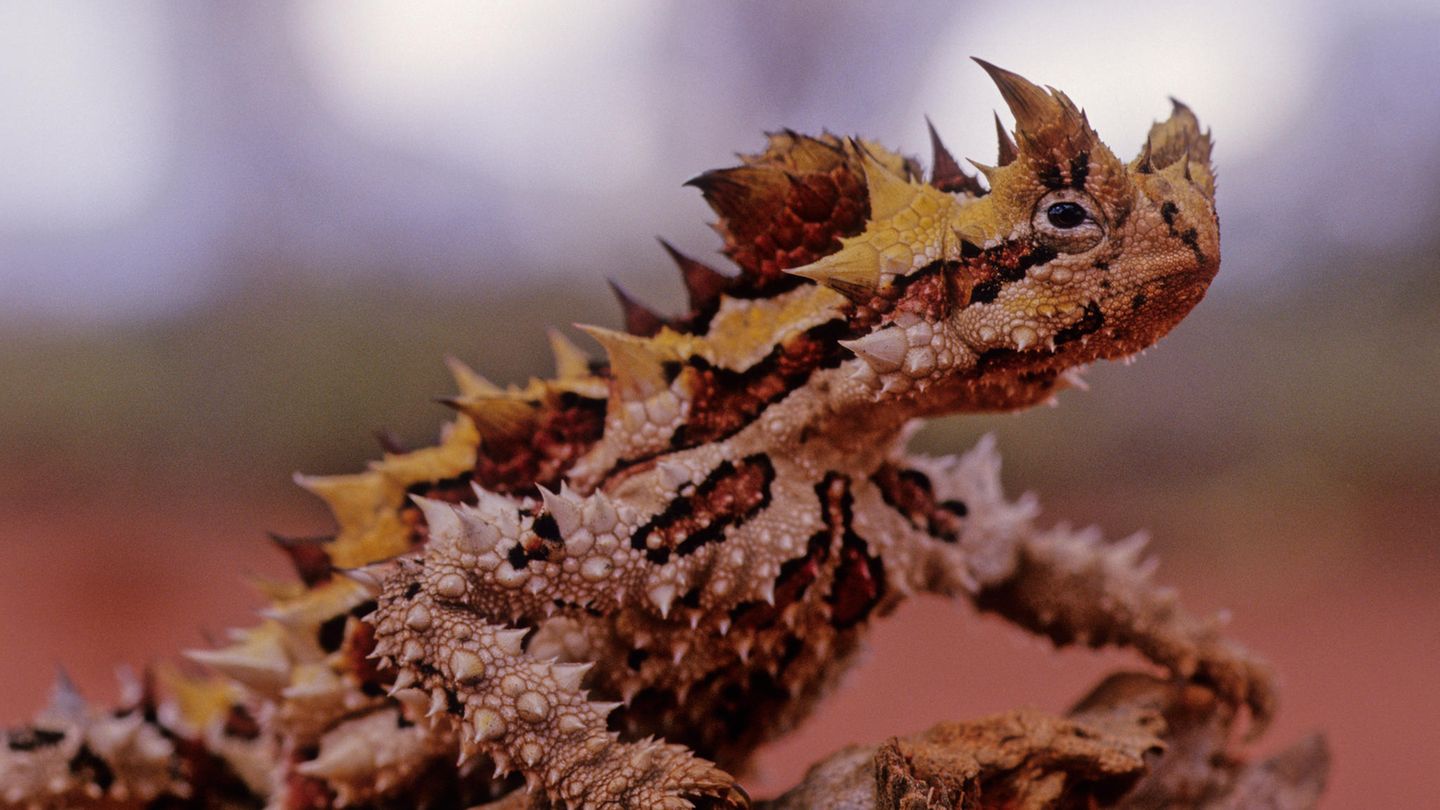 Hitze-Genies: Wie Tiere mit hohen Temperaturen umgehen - [GEO]
