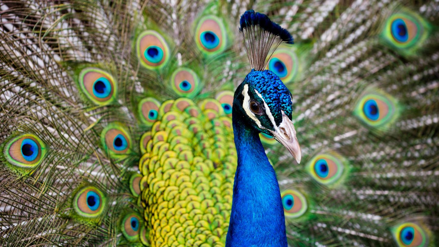 Tierarten: Wie werden sie definiert? - [GEO]