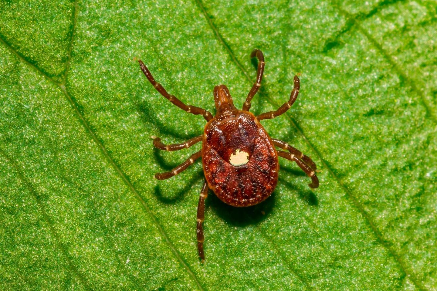 Alpha-Gal-Syndrom: Zeckenstich führt zu Fleischallergie - [GEO]