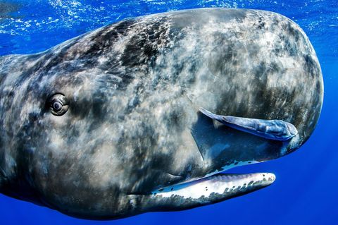 Wale: Die faszinierende Welt der grauen Giganten - [GEO]