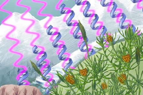 Takakia: Ältestes Moos der Welt stirbt aus - [GEO]