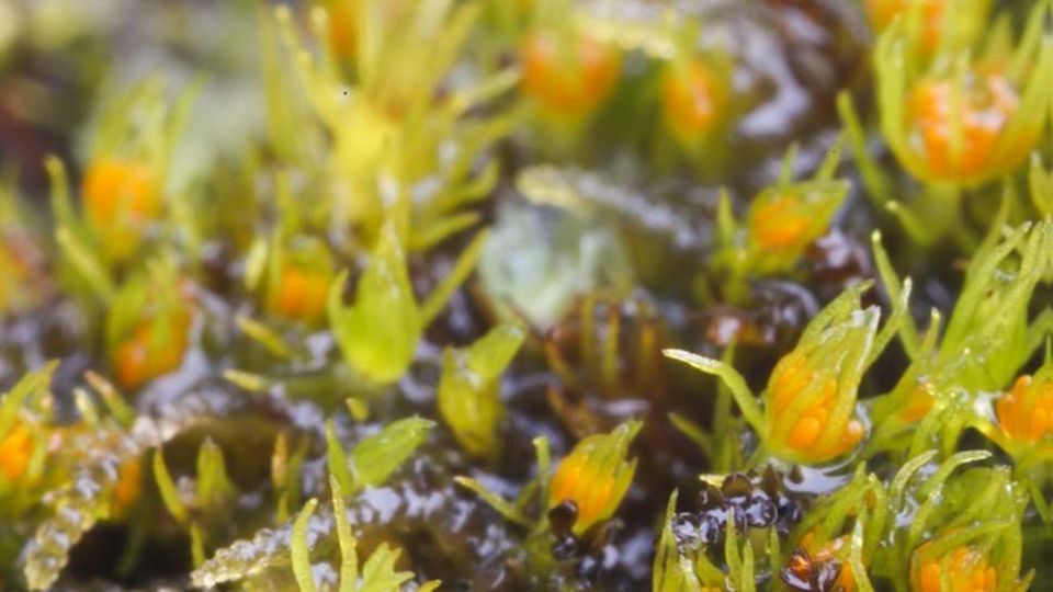 Takakia: Ältestes Moos der Welt stirbt aus - [GEO]