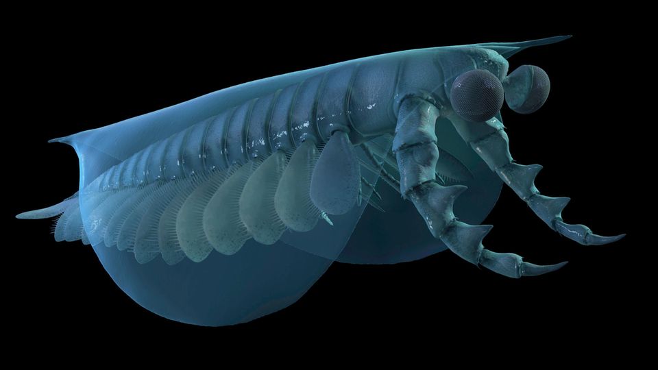 Jäger mit Panzer - [GEO]