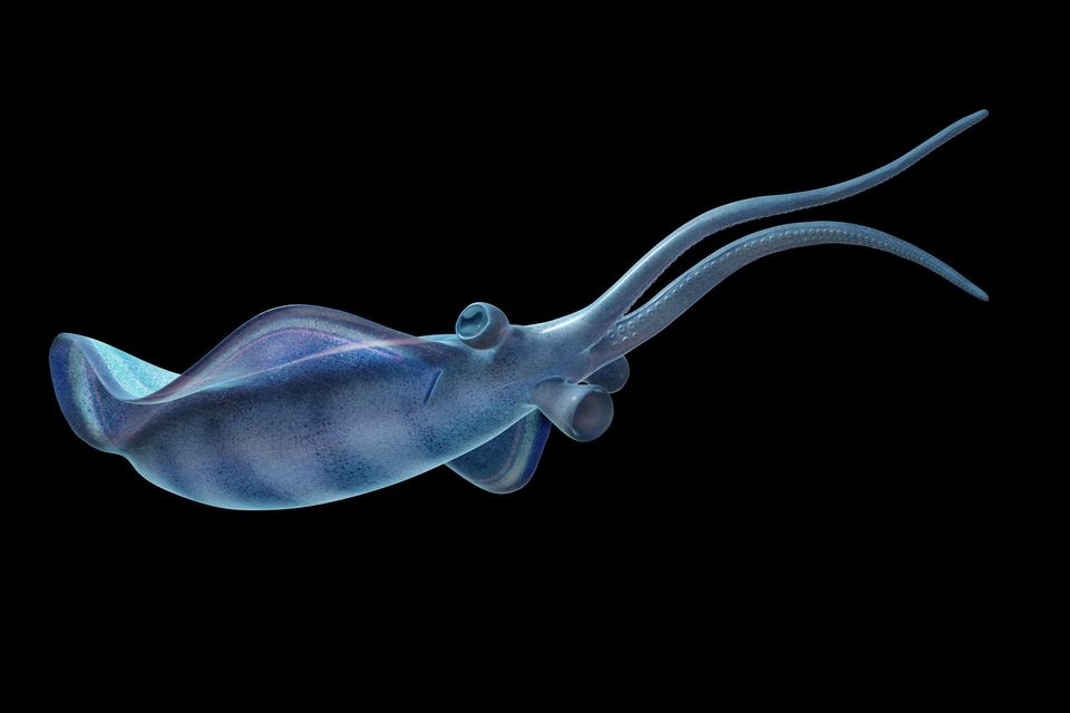 Kambrischer Kopffüßer - [GEO]