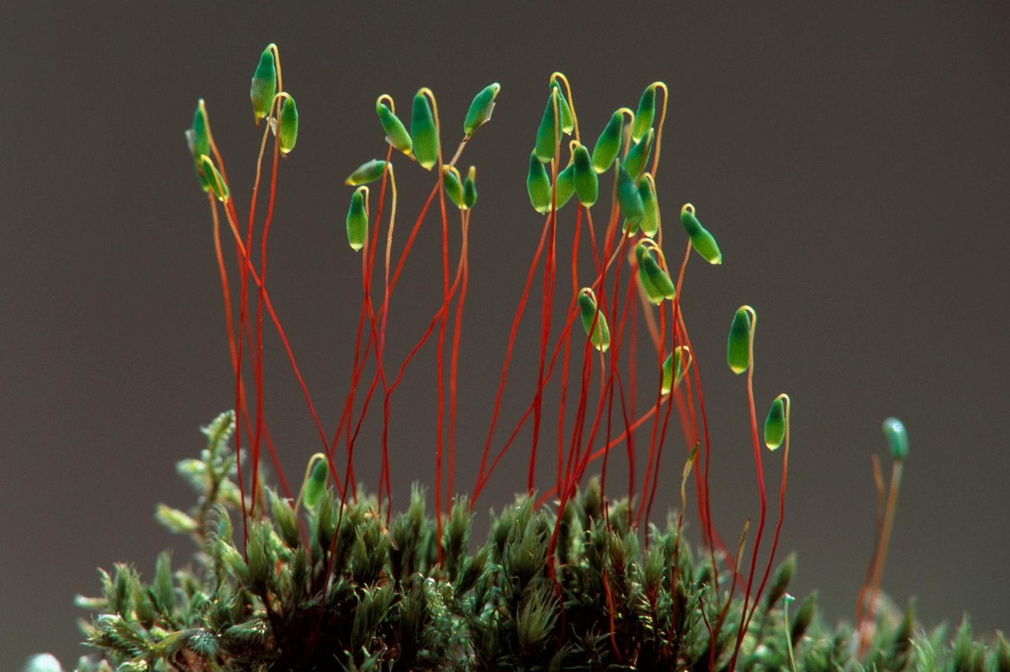Warum Moose wahre Wunderpflanzen sind - [GEO]