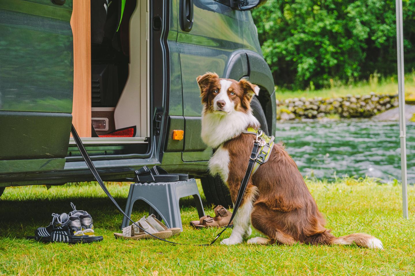 Reisen mit Hund: 4 Tipps für einen stressfreien Urlaub - [GEO]