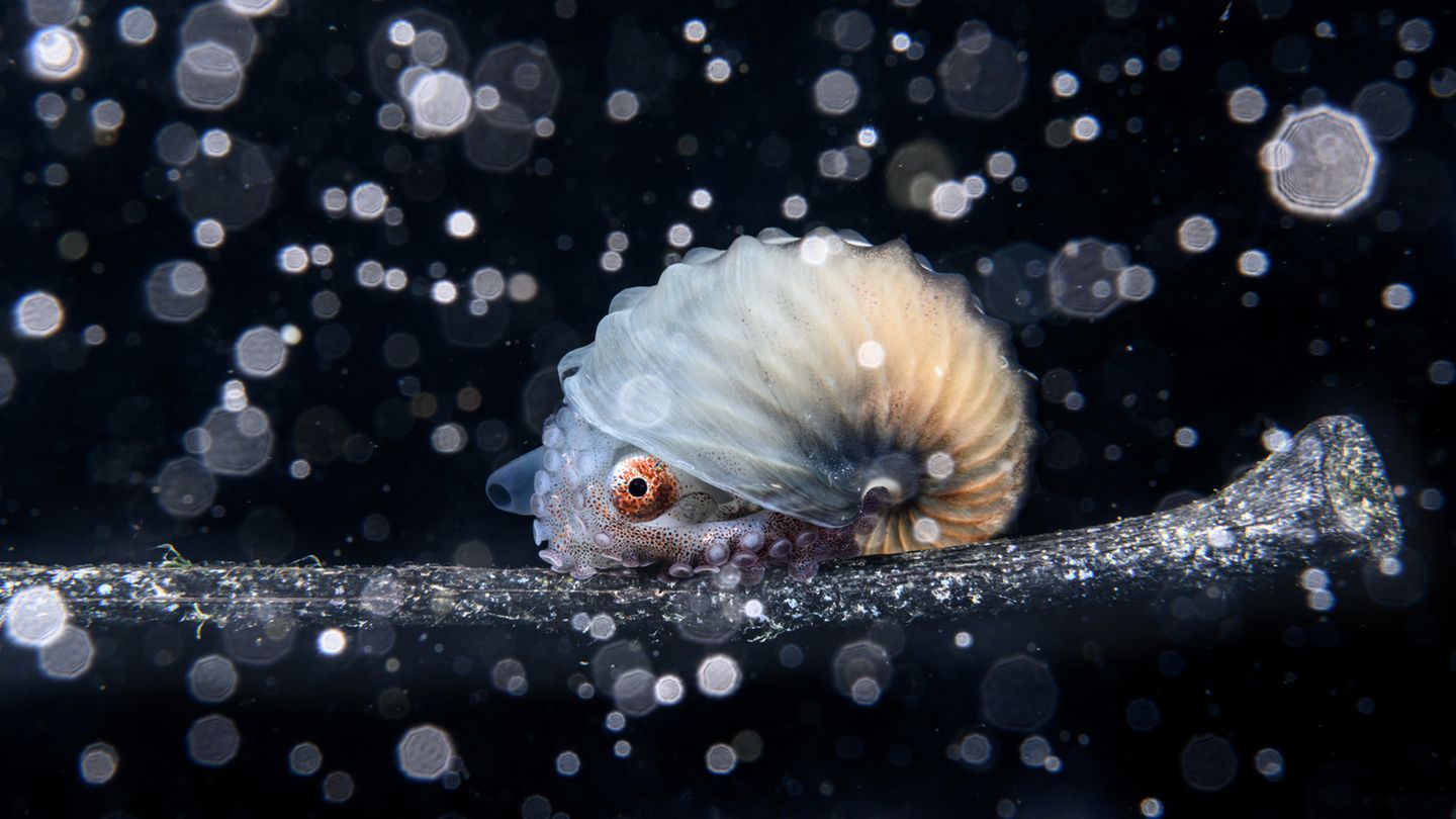 Ocean Photographer Of The Year Die Besten Unterwasserbilder Des Jahres