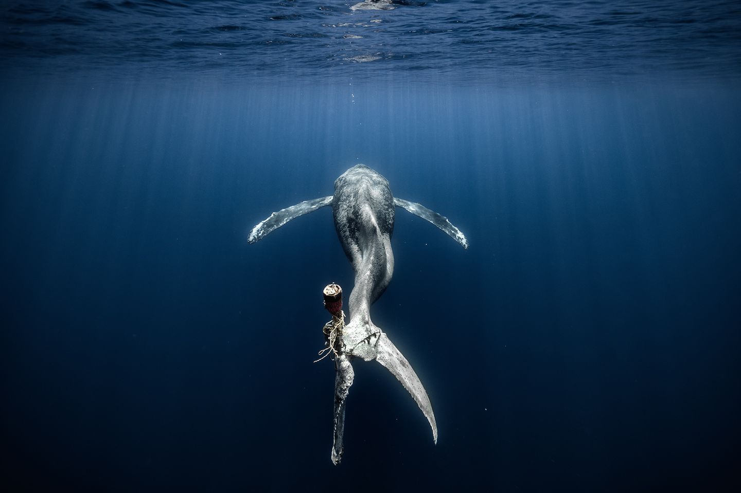 Ocean Photographer Of The Year Die Besten Unterwasserbilder Des Jahres