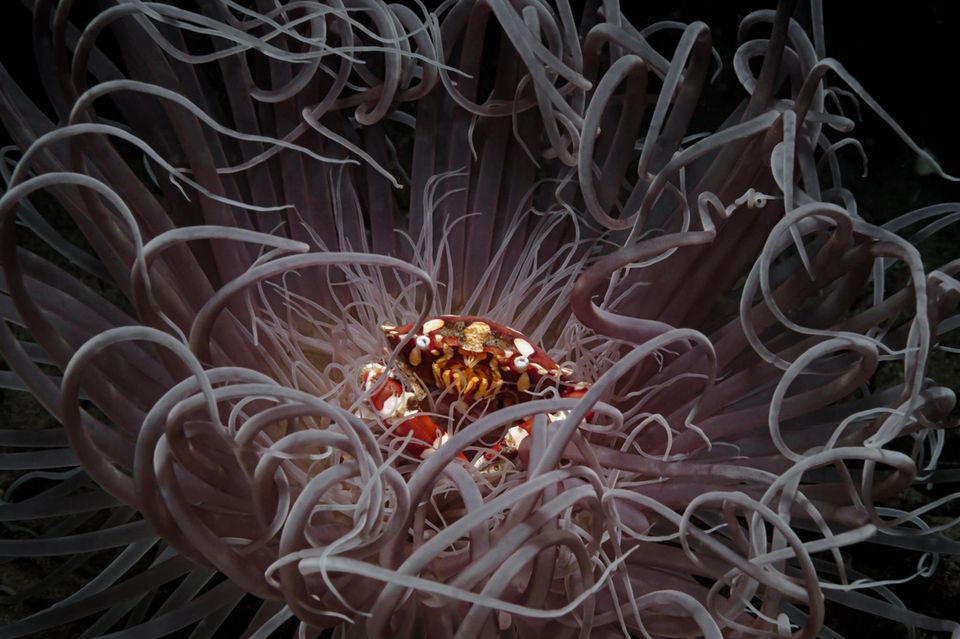 Ocean Photographer Of The Year Die Besten Unterwasserbilder Des Jahres