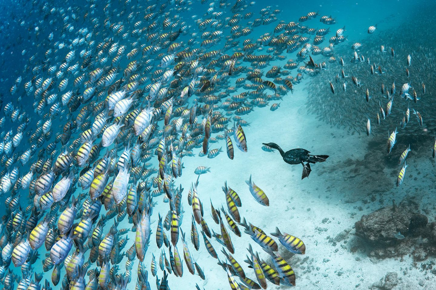 Ocean Photographer Of The Year Die Besten Unterwasserbilder Des Jahres