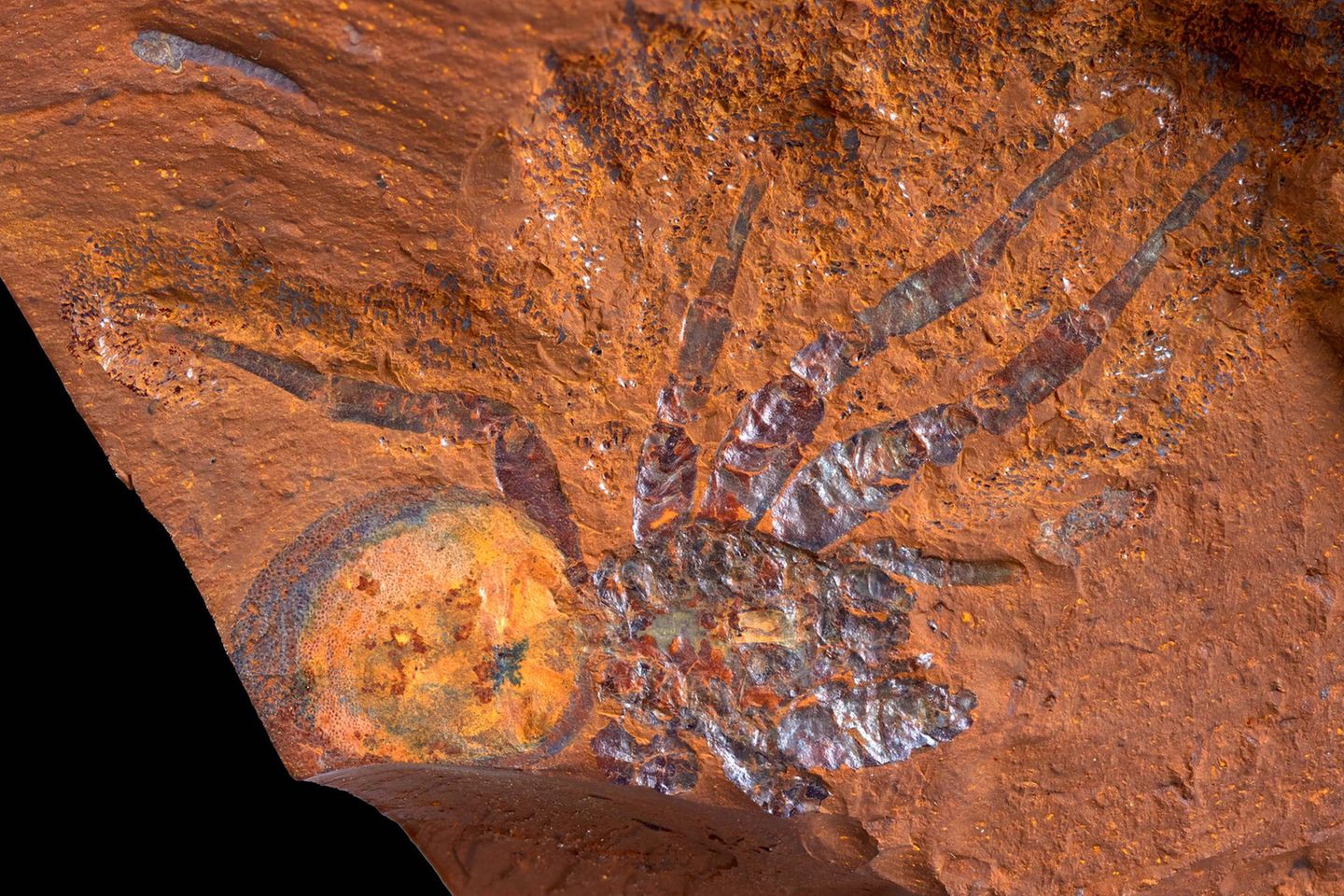 Größtes Spinnenfossil Australiens entdeckt - [GEO]
