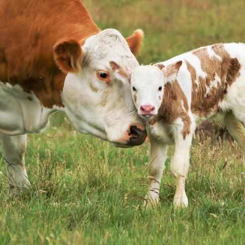 Trennung von Kalb und Kuh: Das "kleinere Übel" gibt es nicht - [GEO]