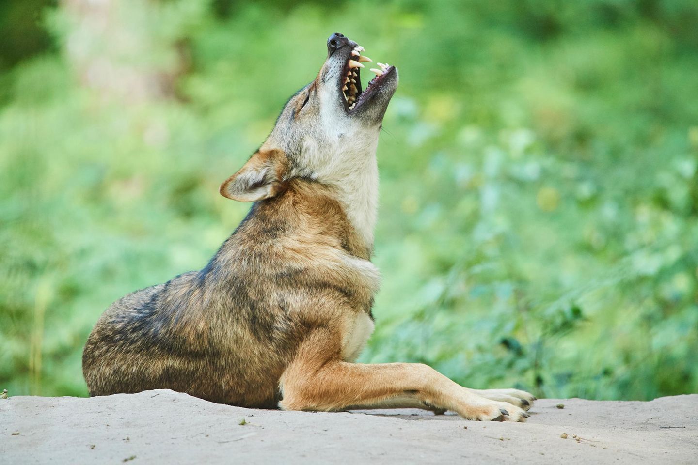Wolf Verfolgt Beute Wurzeln Der Wolfsangst: Warum Wir Das Raubtier