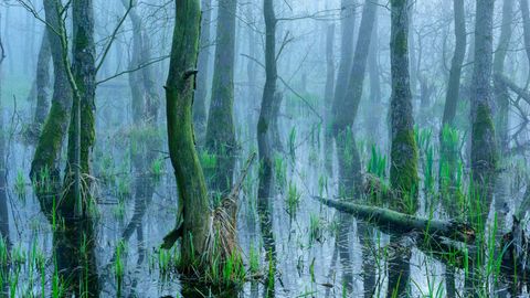 Die wichtigsten Wald-Typen im Überblick - [GEO]