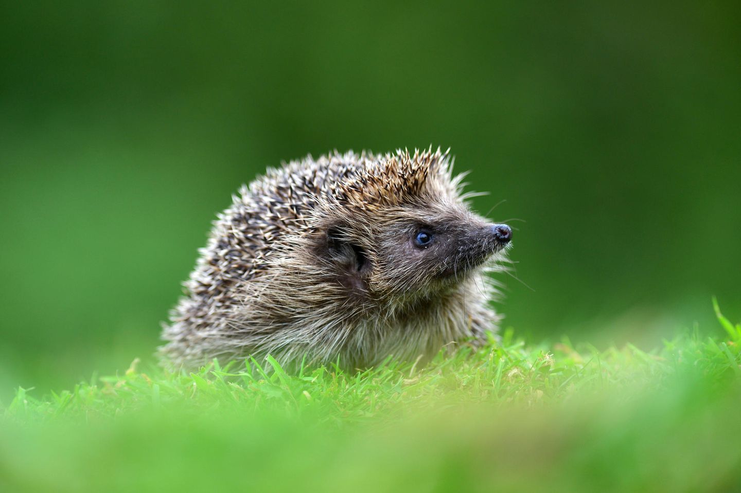 So kommt der Igel zu seinen Stacheln - [GEO]