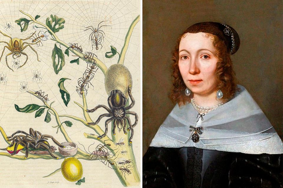 Maria Sibylla Merian: Sie brachte die Tropenwelt nach Europa - [GEO]
