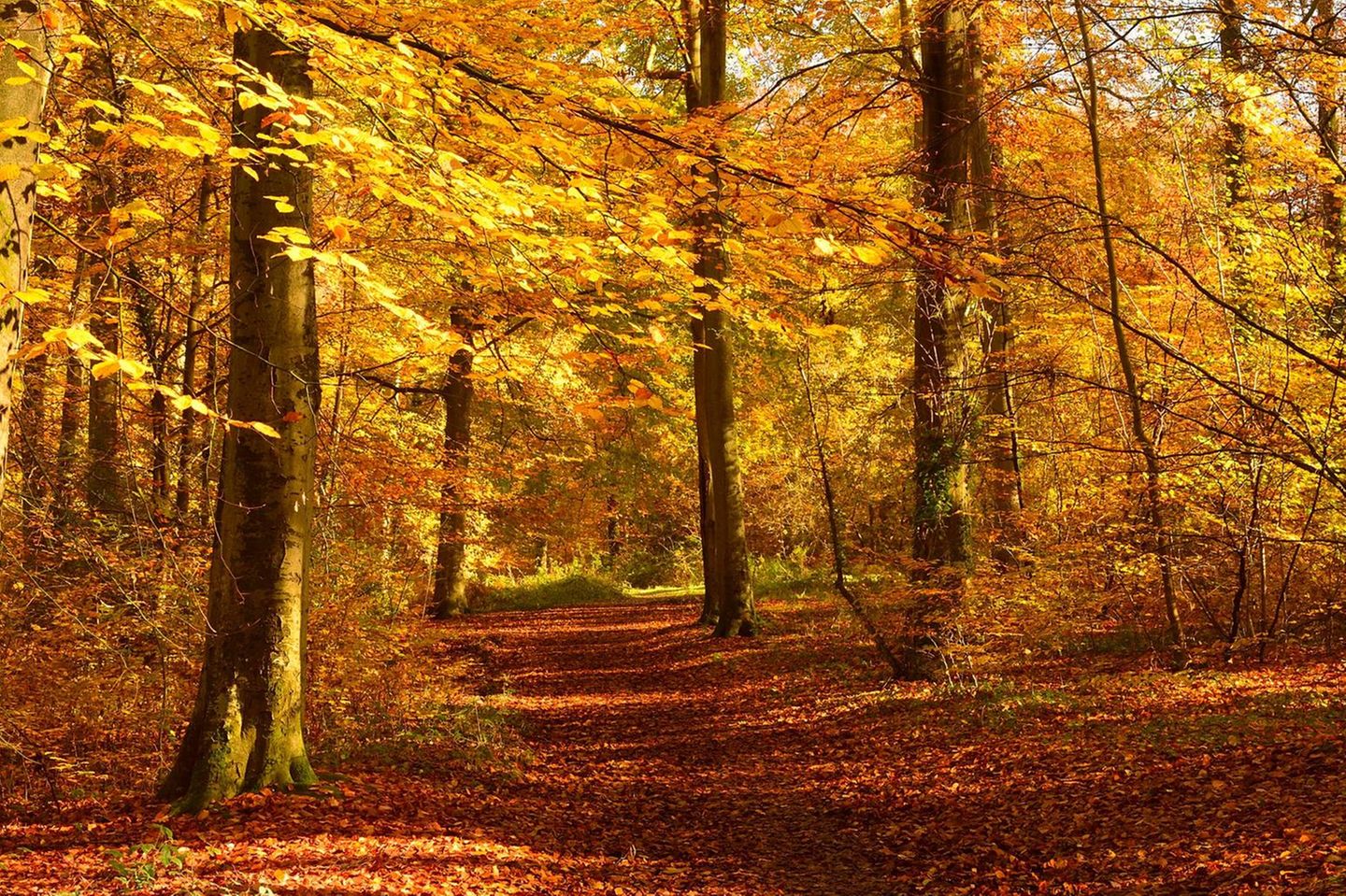 Warum Bäume im Herbst ihre Blätter färben - [GEO]
