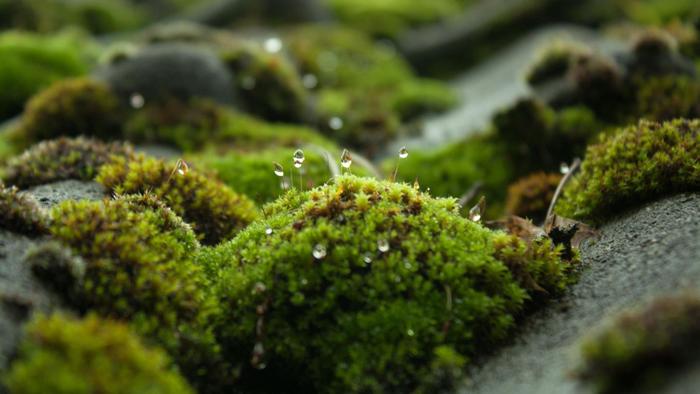 Darf man Moos sammeln? - [GEO]