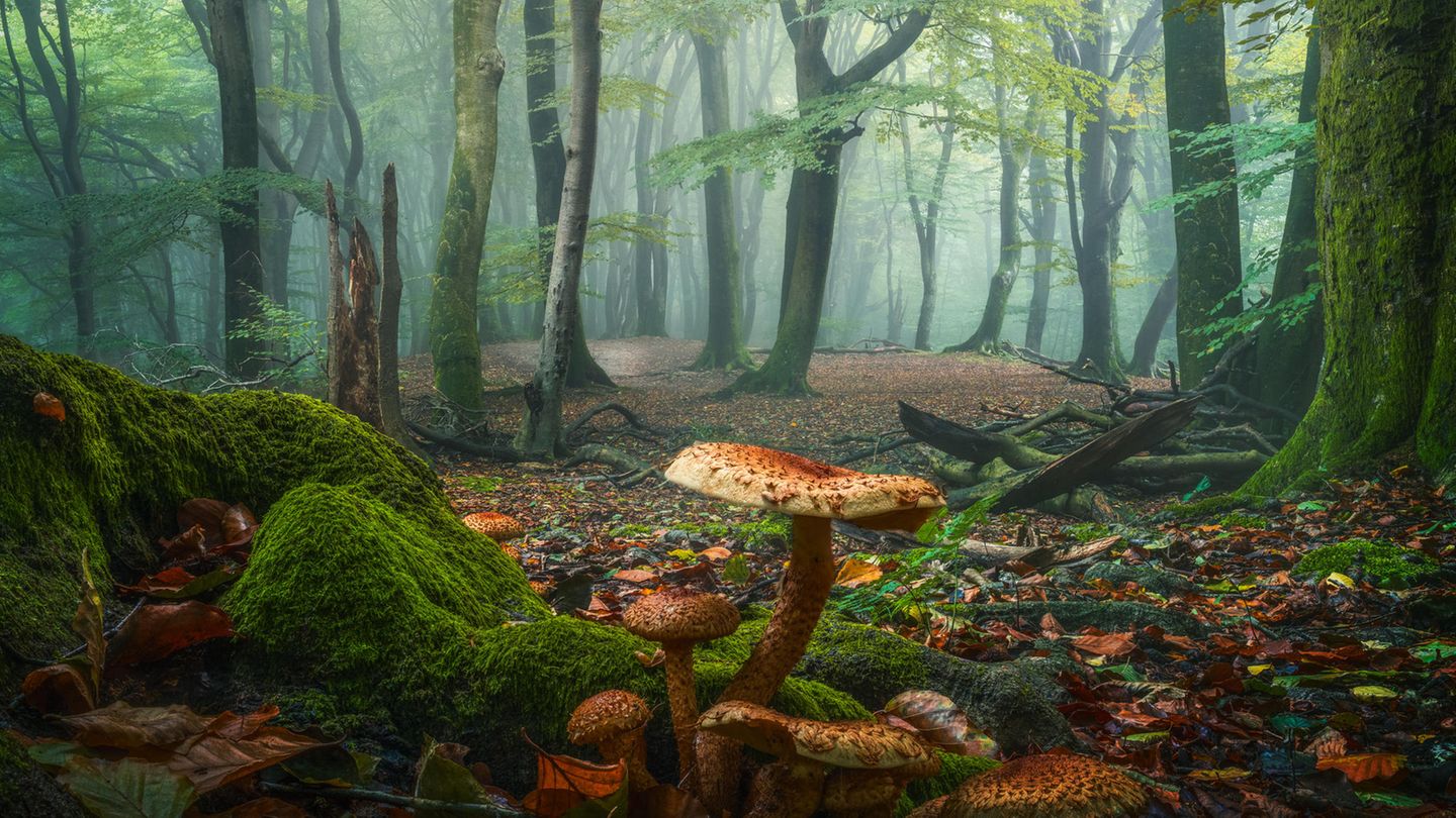 Diese Bilder entführen Sie in die mystische Welt der Pilze - [GEO]