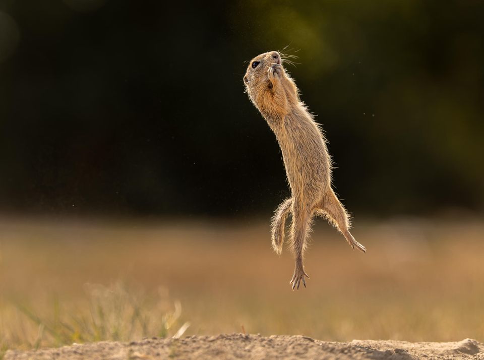Comedy Wildlife Awards: Die lustigsten Tierfotos des Jahres - [GEO]
