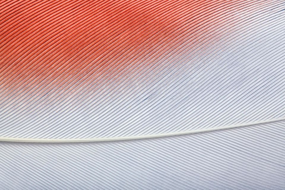 Federn: Diese Bilder zeigen die wahren Wunderwerke der Natur - [GEO]