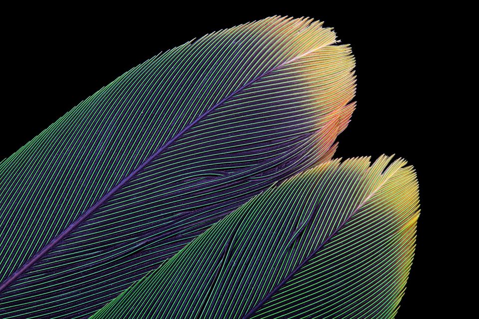 Federn: Diese Bilder zeigen die wahren Wunderwerke der Natur - [GEO]