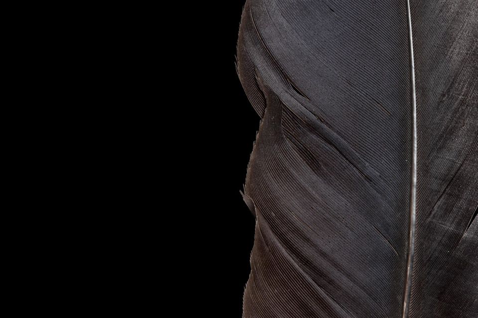 Federn: Diese Bilder zeigen die wahren Wunderwerke der Natur - [GEO]