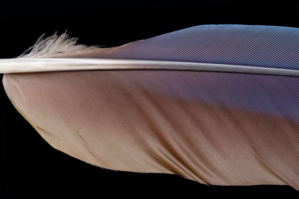 Federn: Diese Bilder zeigen die wahren Wunderwerke der Natur - [GEO]