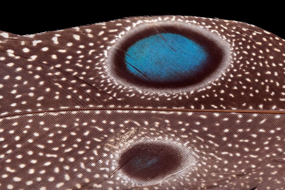 Federn: Diese Bilder zeigen die wahren Wunderwerke der Natur - [GEO]