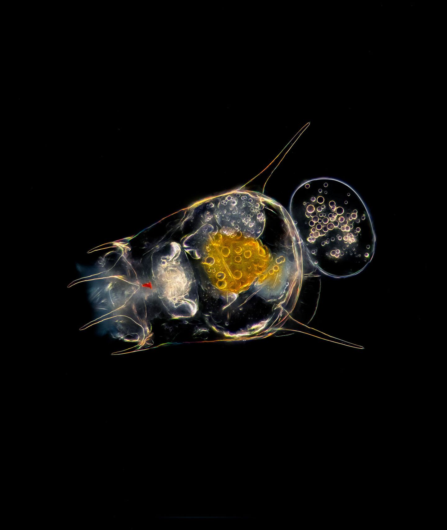 "Brachionus sp.": Rädertierchen - [GEO]