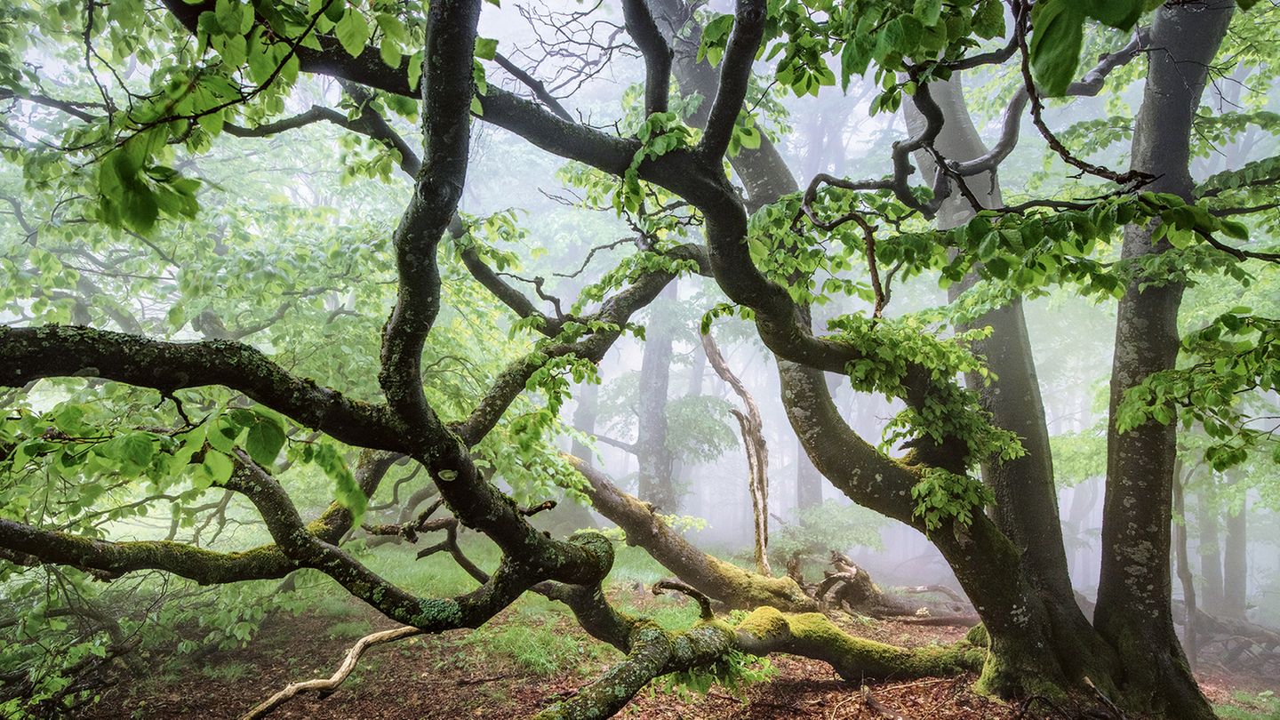 Der GEO Kalender zur Fotostrecke - [GEO]
