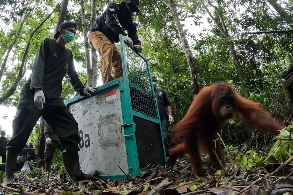 Taymurs lange Rettung: ein Orang-Utan unter Drogen - [GEO]