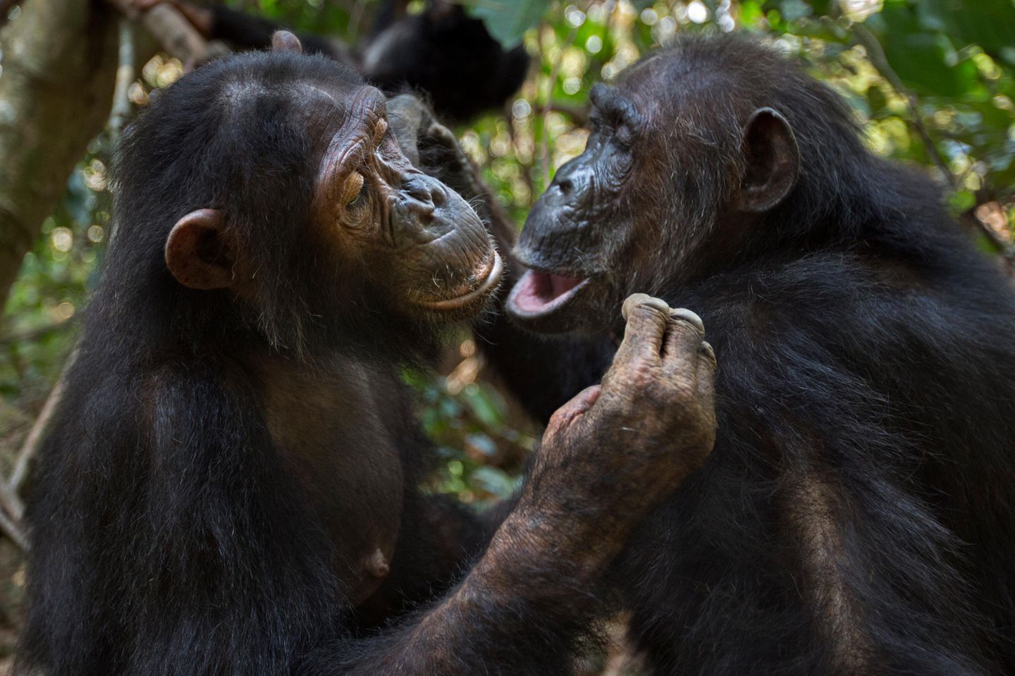 Schimpansen erinnern sich an Bekannte – jahrzehntelang - [GEO]