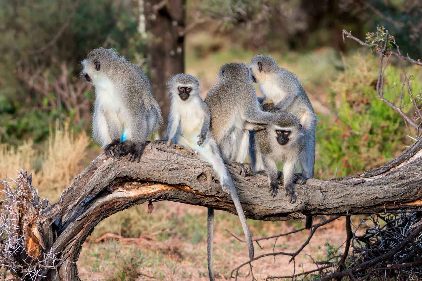 Affen leben kulturelle Unterschiede und beugen sich dem Gruppendruck ...