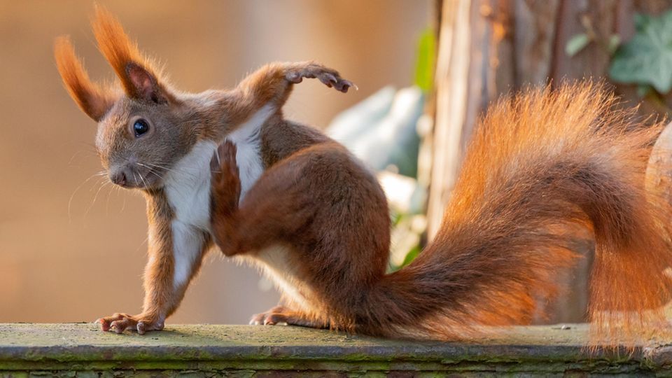 Warum Eichhörnchen einen so buschigen Schwanz haben - [GEO]