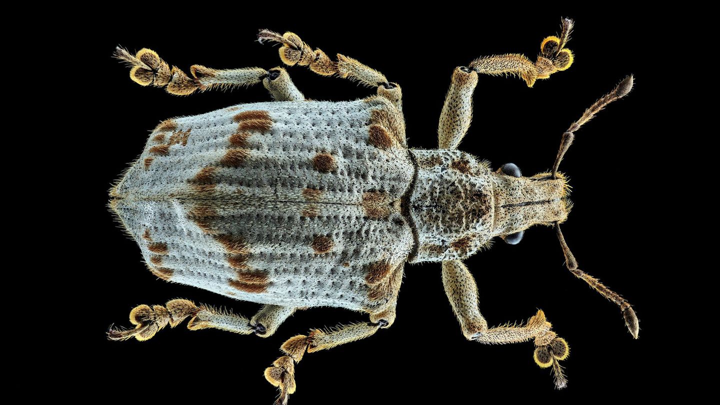 Spektakuläre Fotografie: So haben Sie Insekten noch nie gesehen - [GEO]