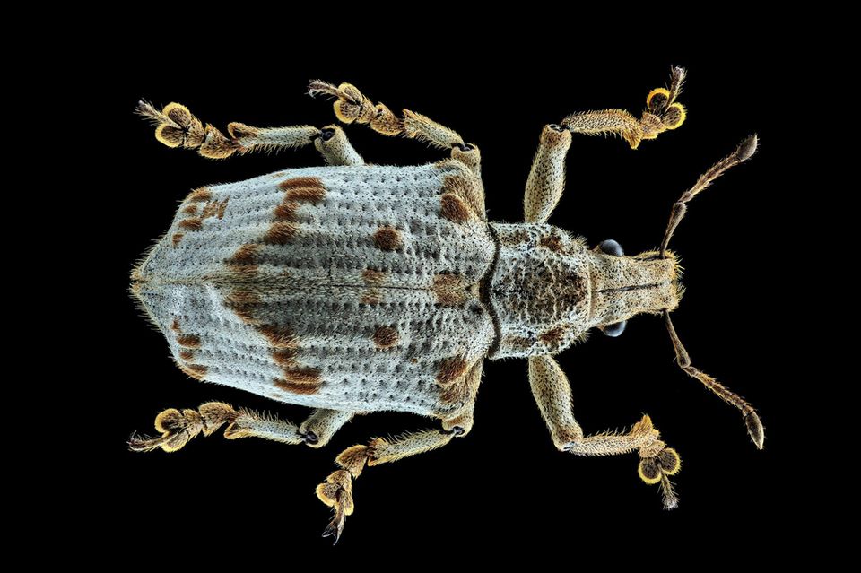 Spektakuläre Fotografie: So haben Sie Insekten noch nie gesehen - [GEO]