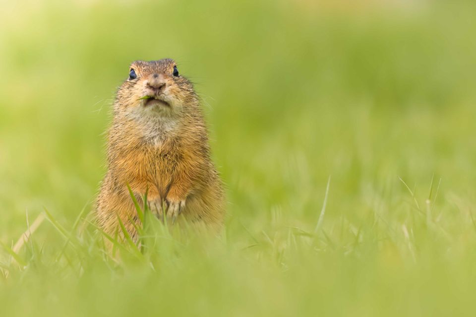 Perplexer Ziesel - [GEO]