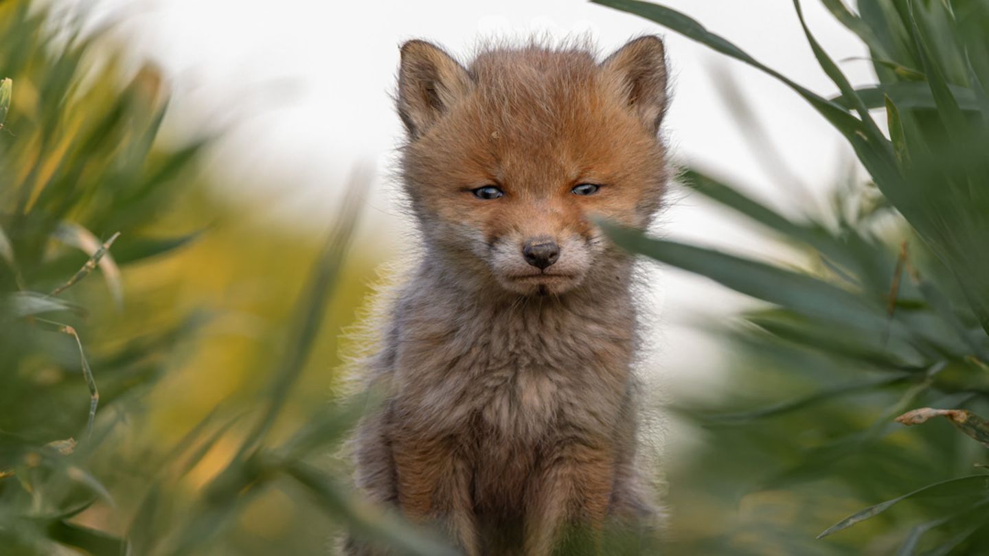 Rotfuchs Läuft Zeichnung
