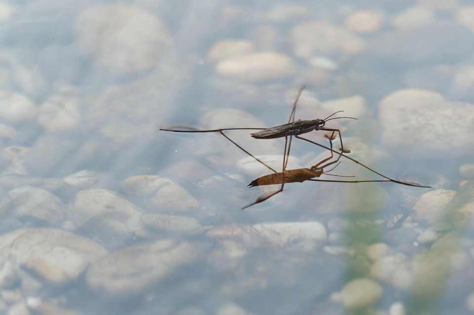 Mit diesem Trick überstehen Wasserläufer den Aufprall eines ...