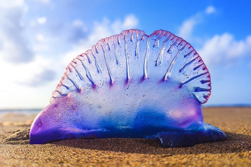 Die giftigsten Quallen der Welt - [GEO]