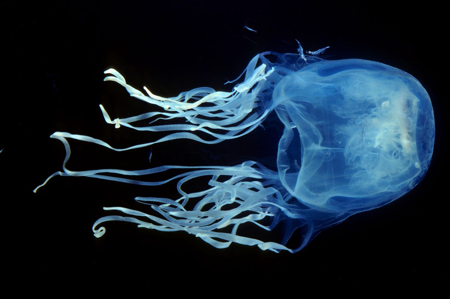 Die giftigsten Quallen der Welt - [GEO]