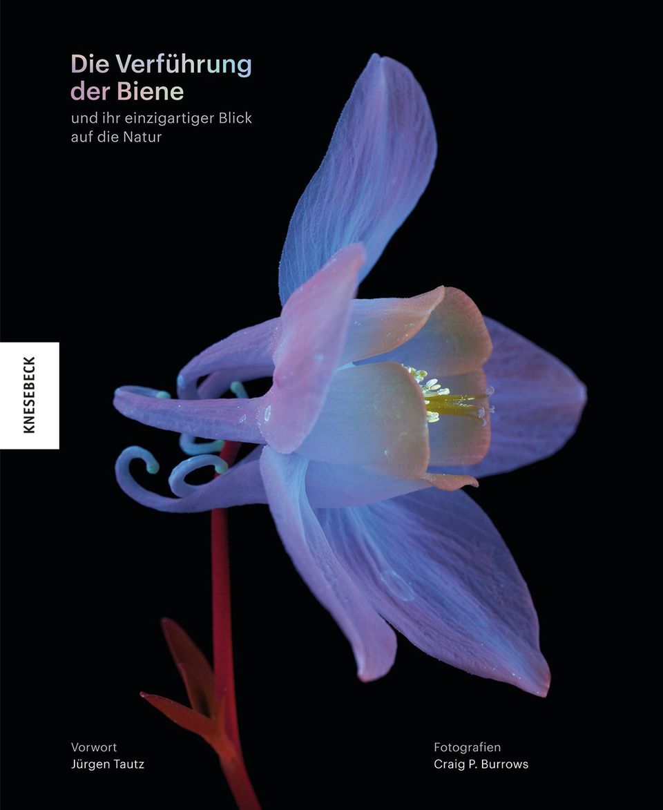 Spektakuläre Aufnahmen zeigen, wie Bienen die Welt sehen - [GEO]